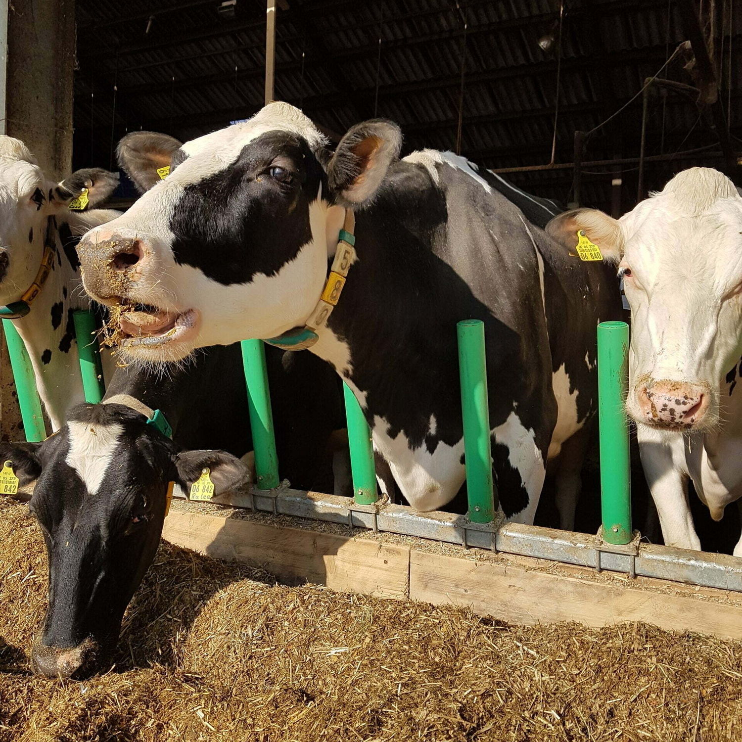 Кормовая решетка для коров - Flex Feed - Cow-Welfare - регулируемая / с ...