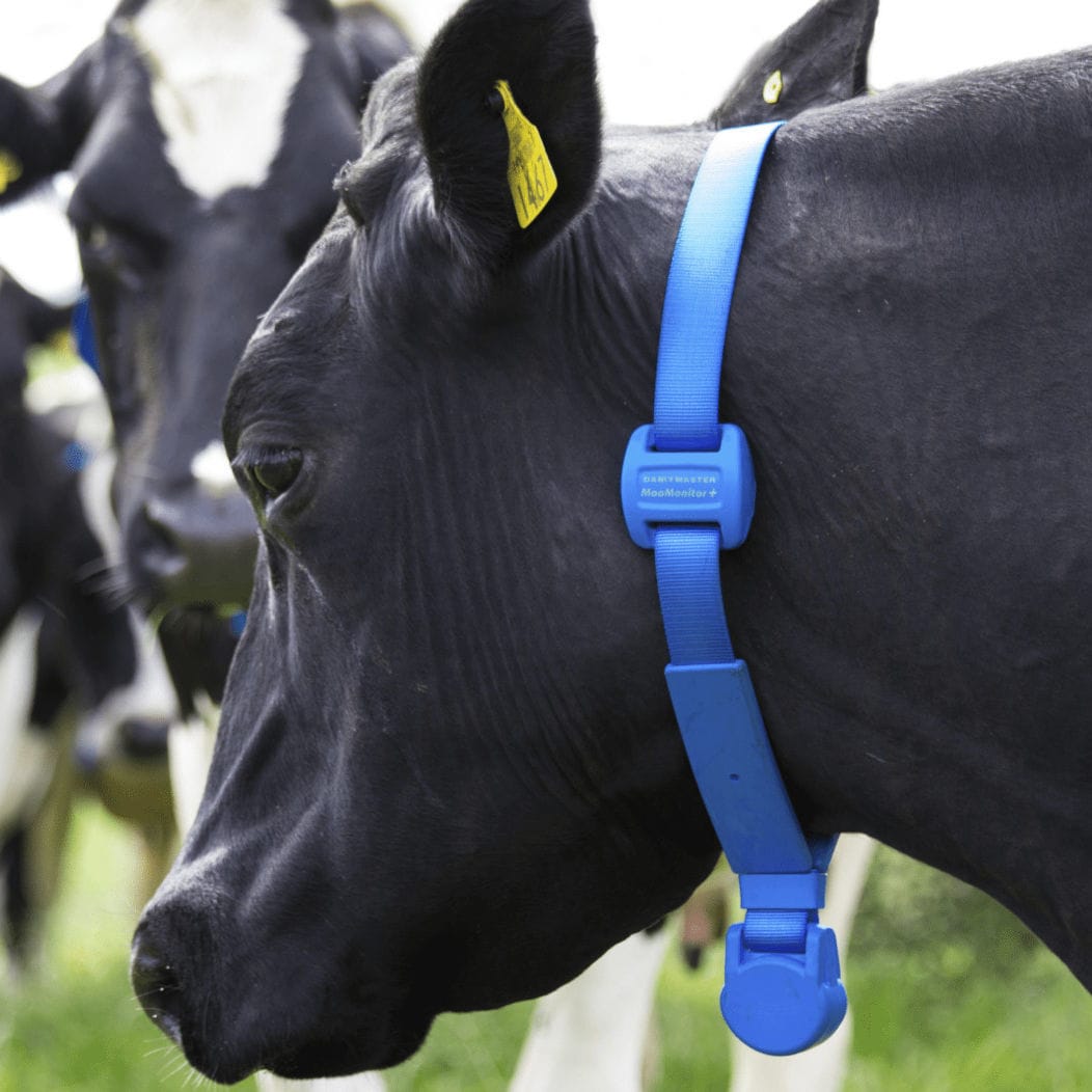 Система наблюдения для коров - MooMonitor+ - Dairymaster - для ...