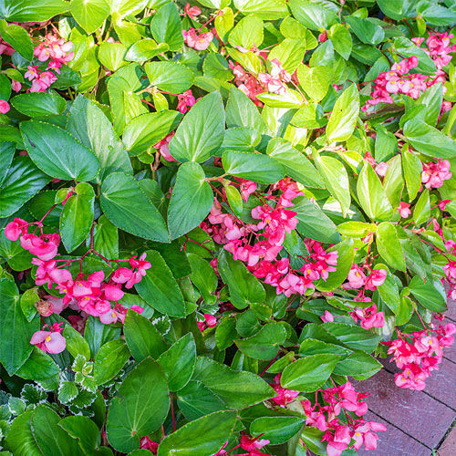 Dragon begonia store