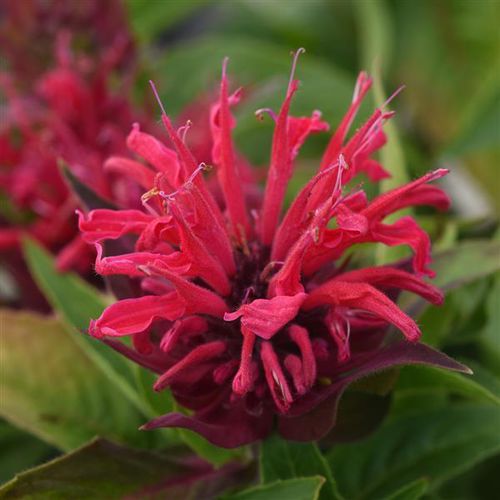Monarda didyma Bee Mine Darwin Perennials