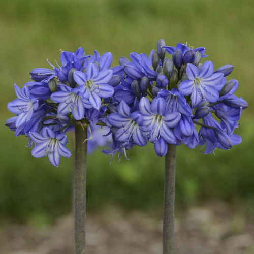 Agapanthus Galaxy Blue Walters Gardens Inc